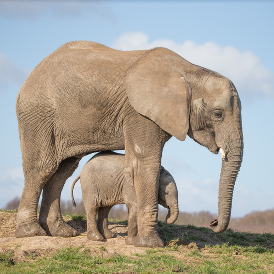 Adopt an Elephant – The Aspinall Foundation
