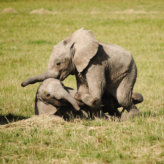 Adopt an Elephant – The Aspinall Foundation