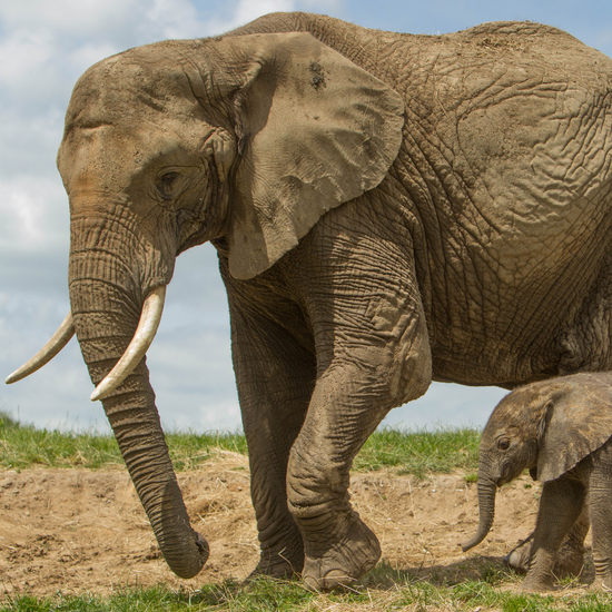 Adopt an Elephant – The Aspinall Foundation