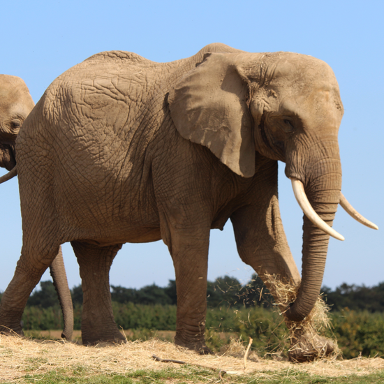 Adopt an Elephant – The Aspinall Foundation