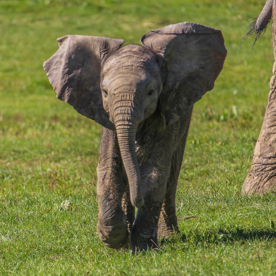 Adopt an Elephant – The Aspinall Foundation