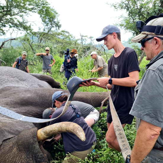 Adopt an Elephant – The Aspinall Foundation