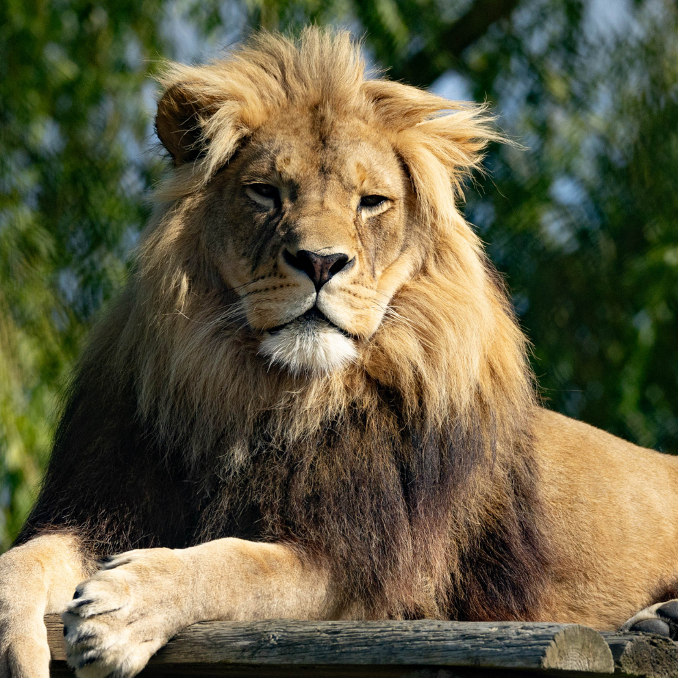 Adopt a Lion – The Aspinall Foundation