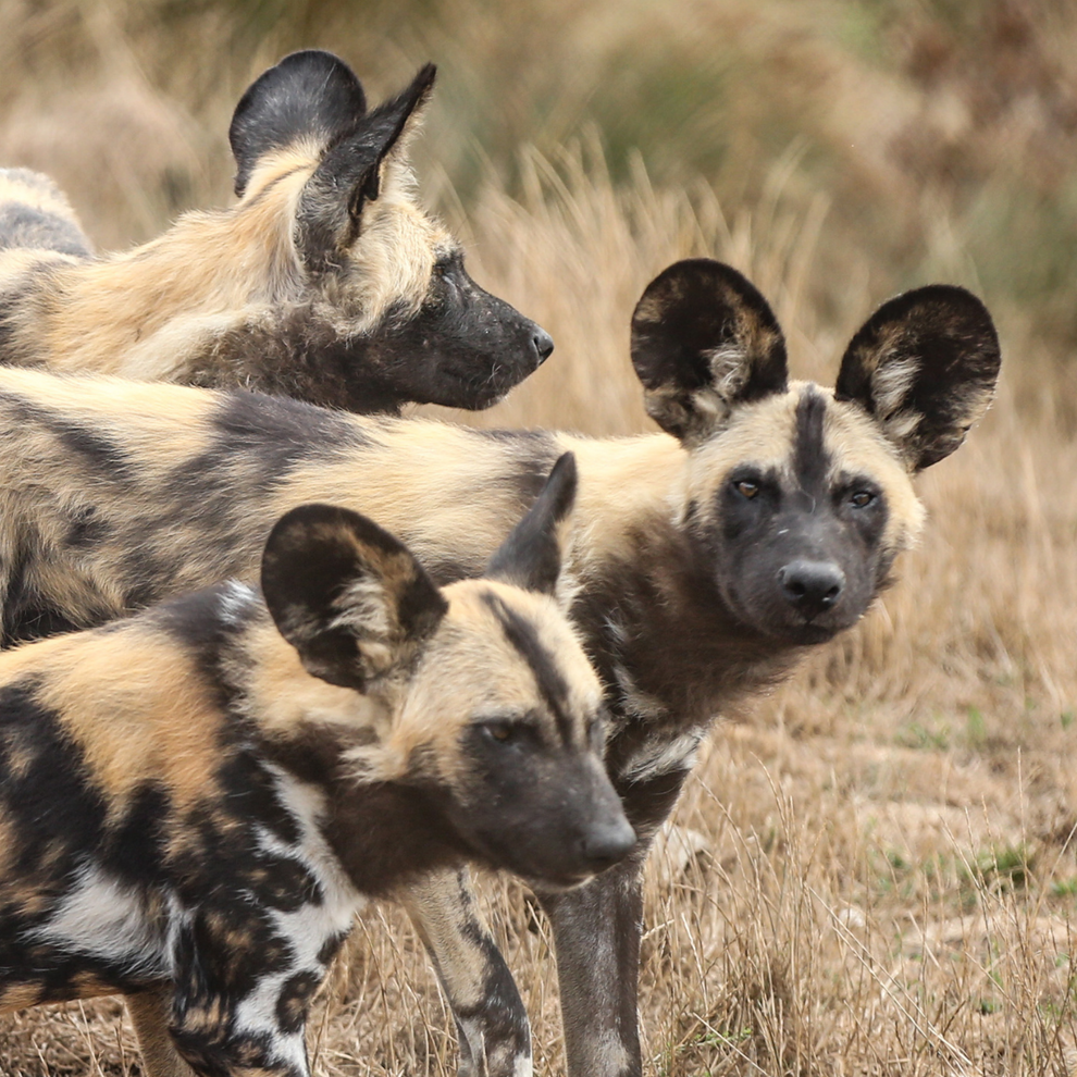 Adopt an African Painted Dog – The Aspinall Foundation