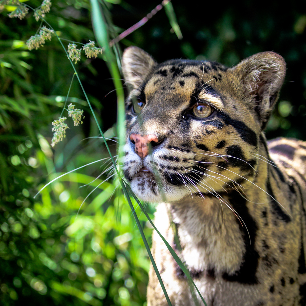 Adopt a Clouded Leopard – The Aspinall Foundation