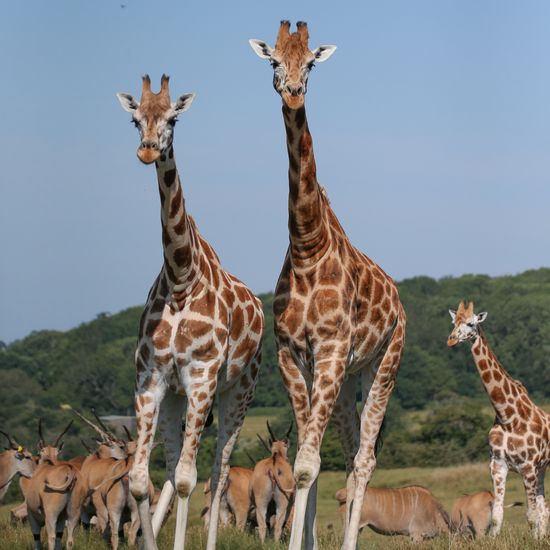 Adopt a Giraffe – The Aspinall Foundation