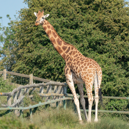 Adopt a Giraffe – The Aspinall Foundation