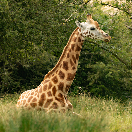 Adopt a Giraffe – The Aspinall Foundation